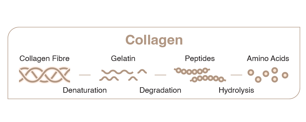 Oshino | The Ultimate Youthful Glow Enhancer with Collagen Peptides